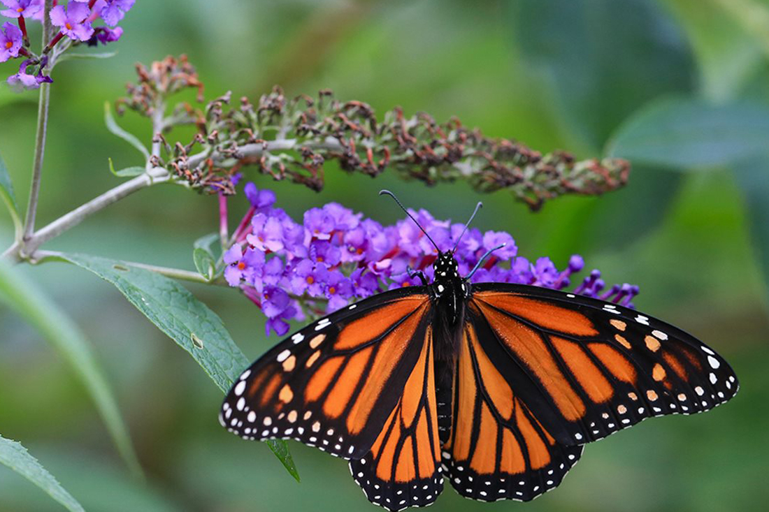 QUÉ ES UN MARIPOSARIO?! – Experiencias Mundigea